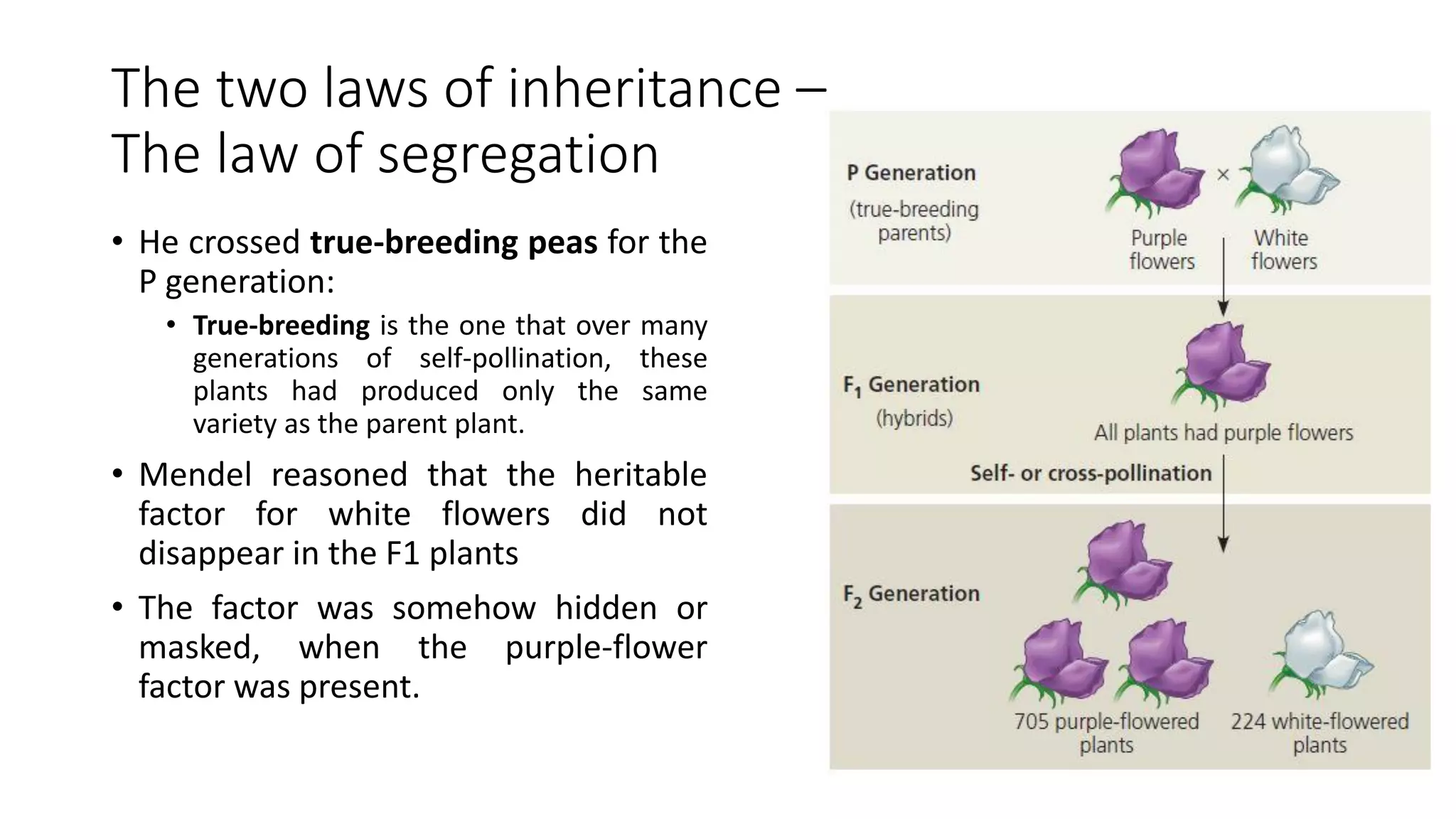 13 - Mendel and the Gene Idea | PPT
