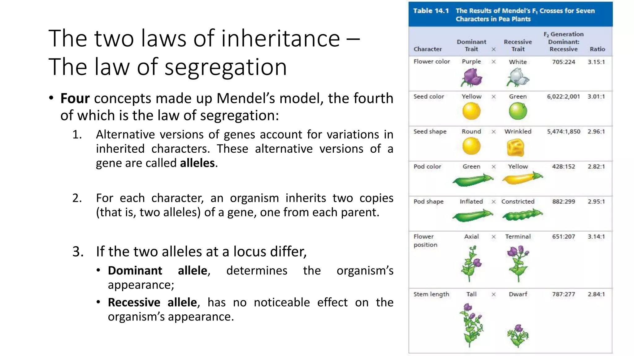 13 - Mendel and the Gene Idea | PPT