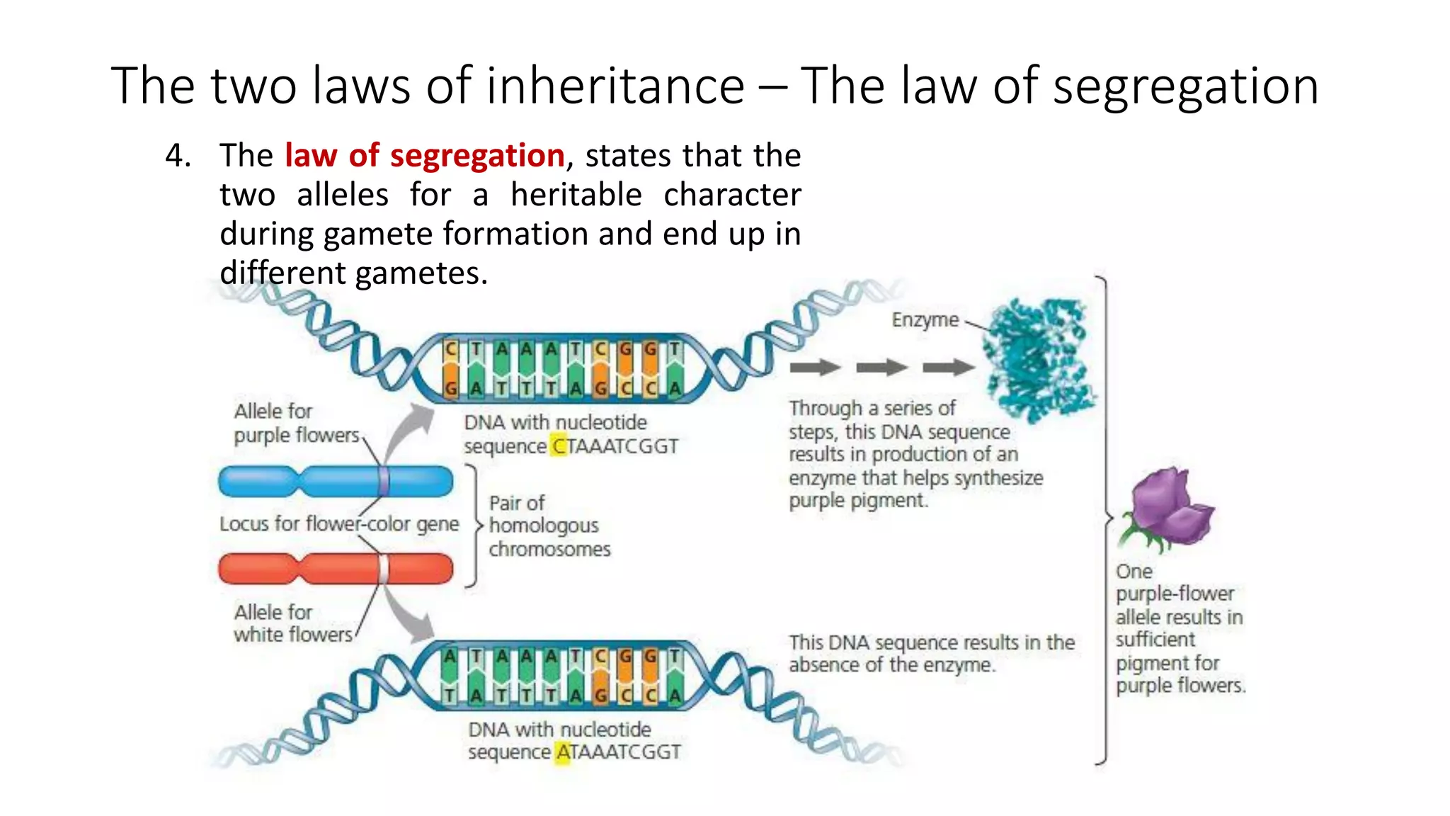 13 - Mendel and the Gene Idea | PPT