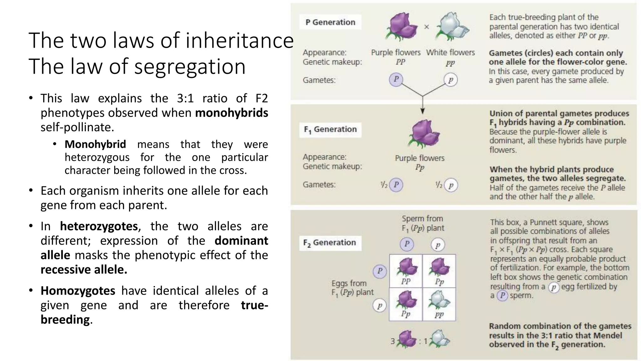 13 - Mendel and the Gene Idea | PPT