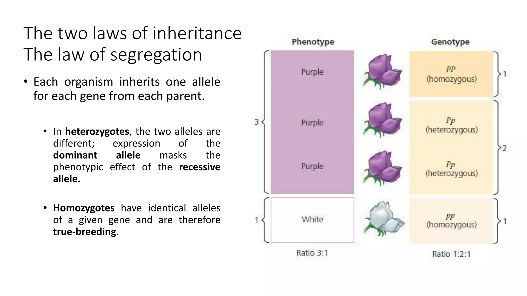 13 - Mendel and the Gene Idea | PPT