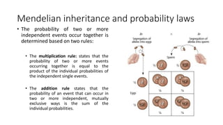 13 - Mendel and the Gene Idea | PPT