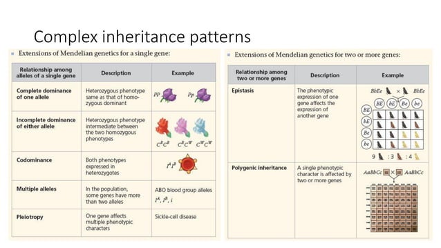 13 - Mendel and the Gene Idea | PPT