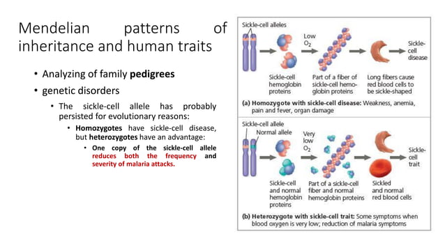 13 - Mendel and the Gene Idea | PPT