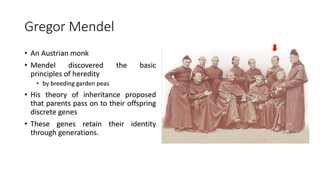 13 - Mendel and the Gene Idea | PPT