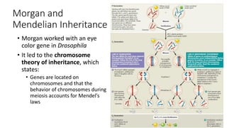 14 - The Chromosomal Basis of Inheritance | PDF
