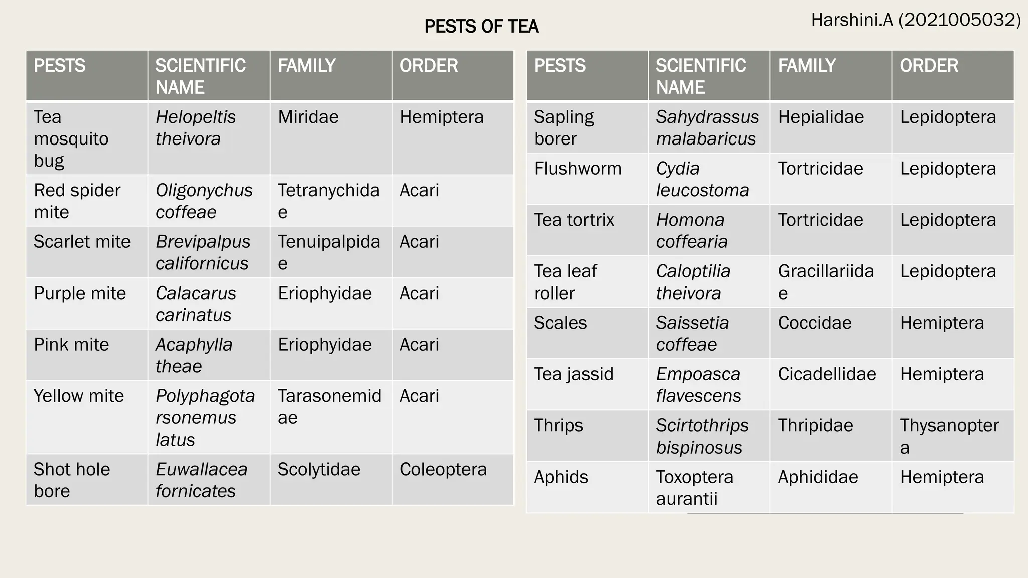 Pest of tea and its symptoms and biology.pptx