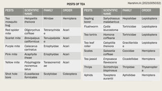 Pest of tea and its symptoms and biology.pptx