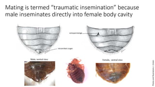 NCompass Live: Bed Bug Biology | PPTX