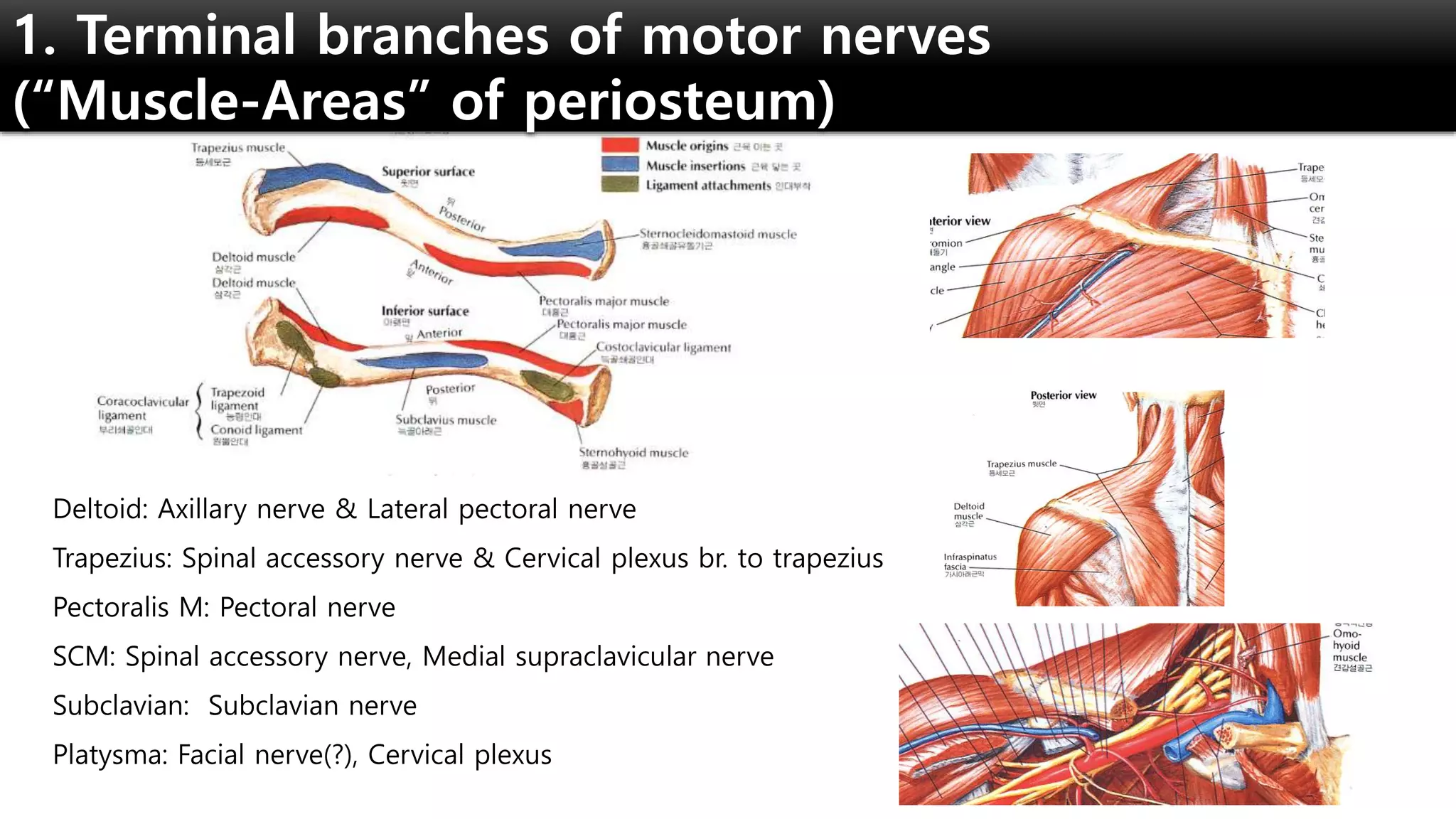 2021 KSRA clavicle innervation | PPTX