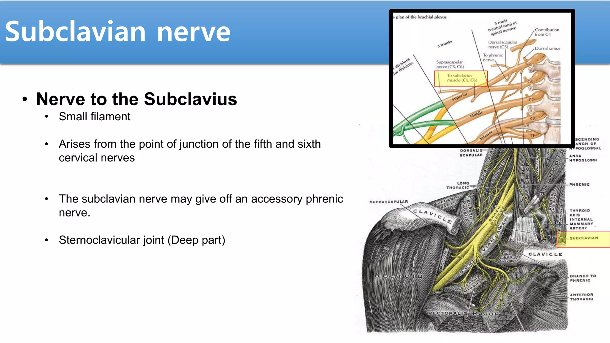 2021 KSRA clavicle innervation | PPTX