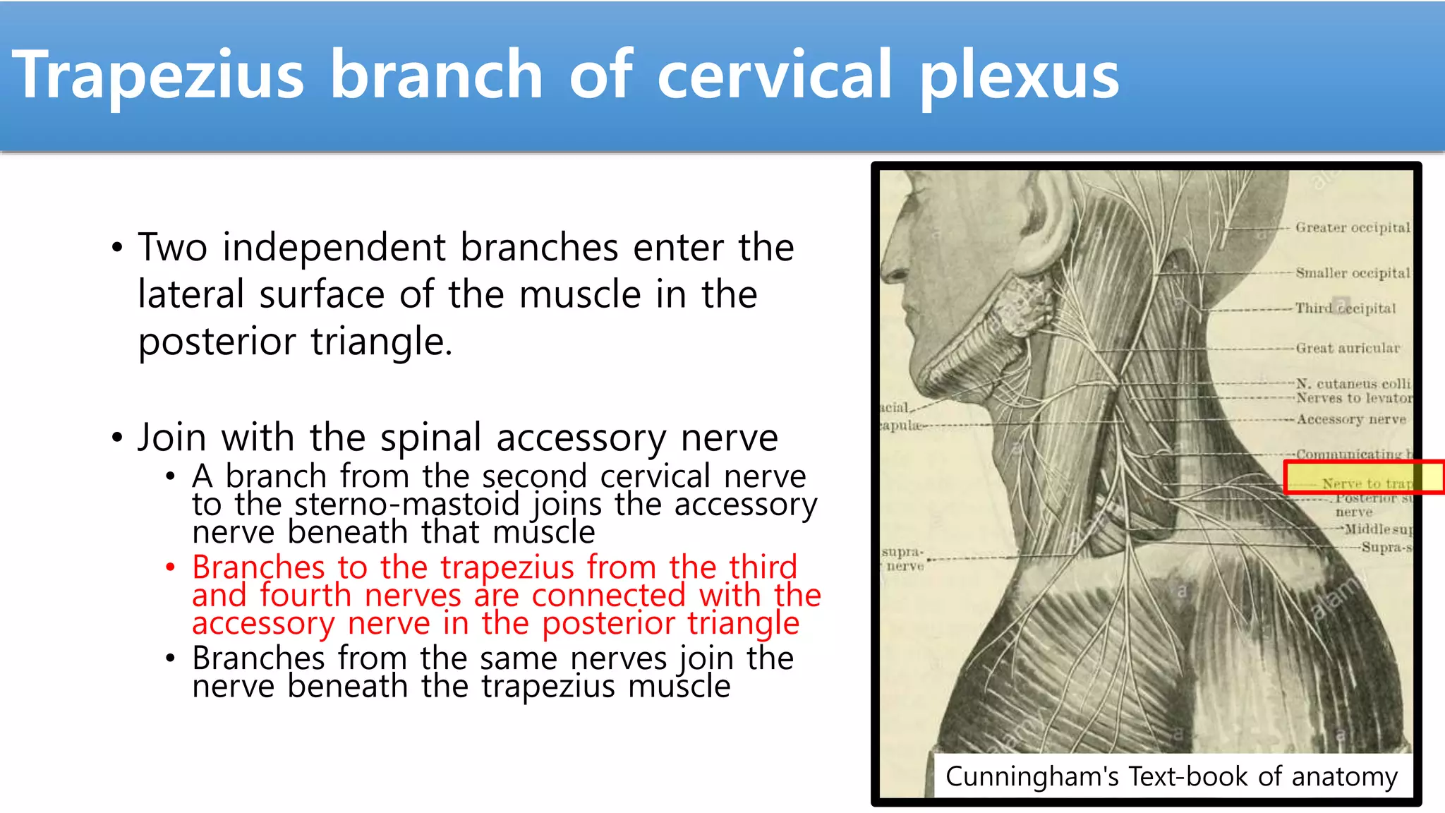 2021 KSRA clavicle innervation | PPTX