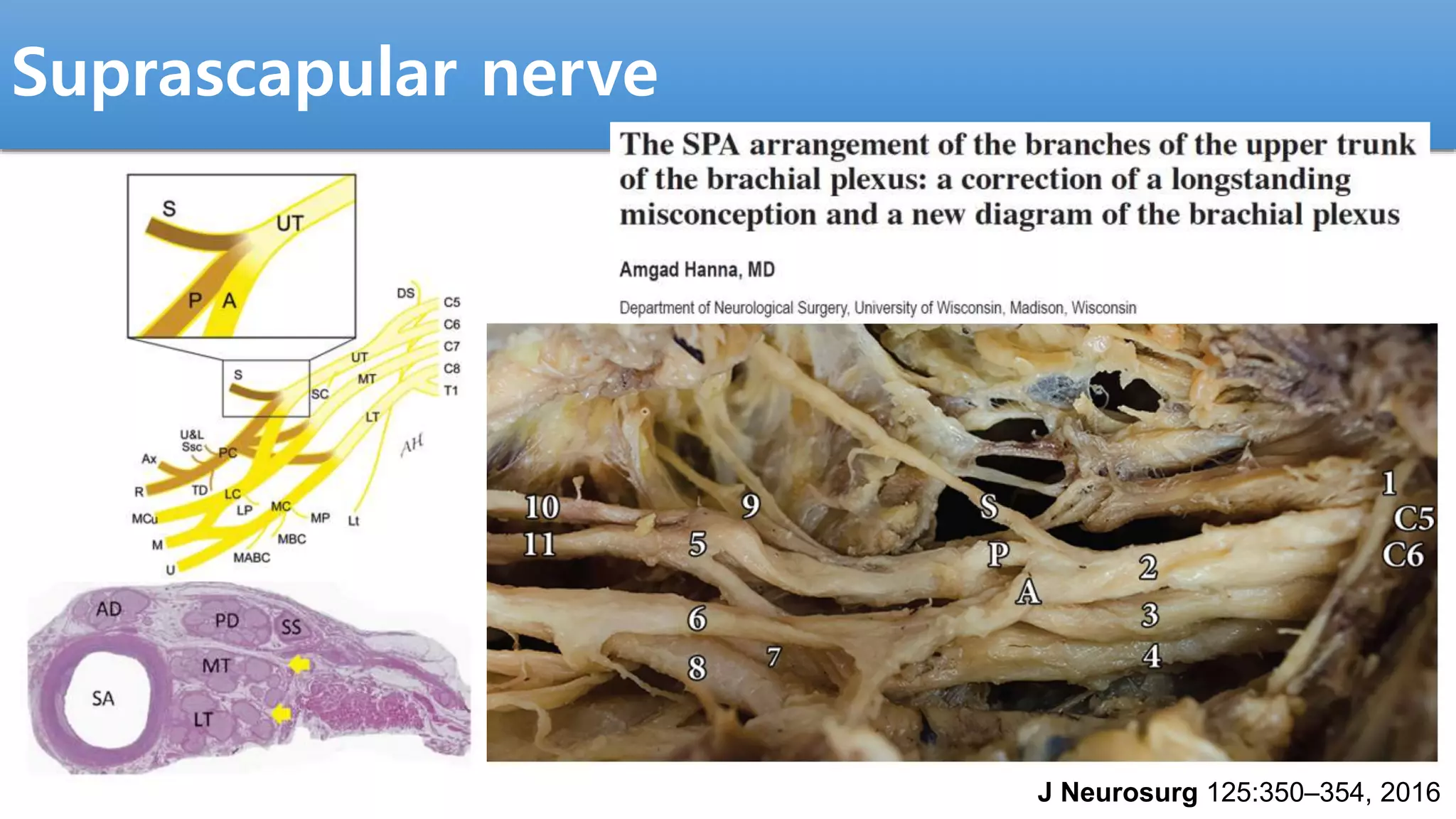 2021 KSRA clavicle innervation | PPTX