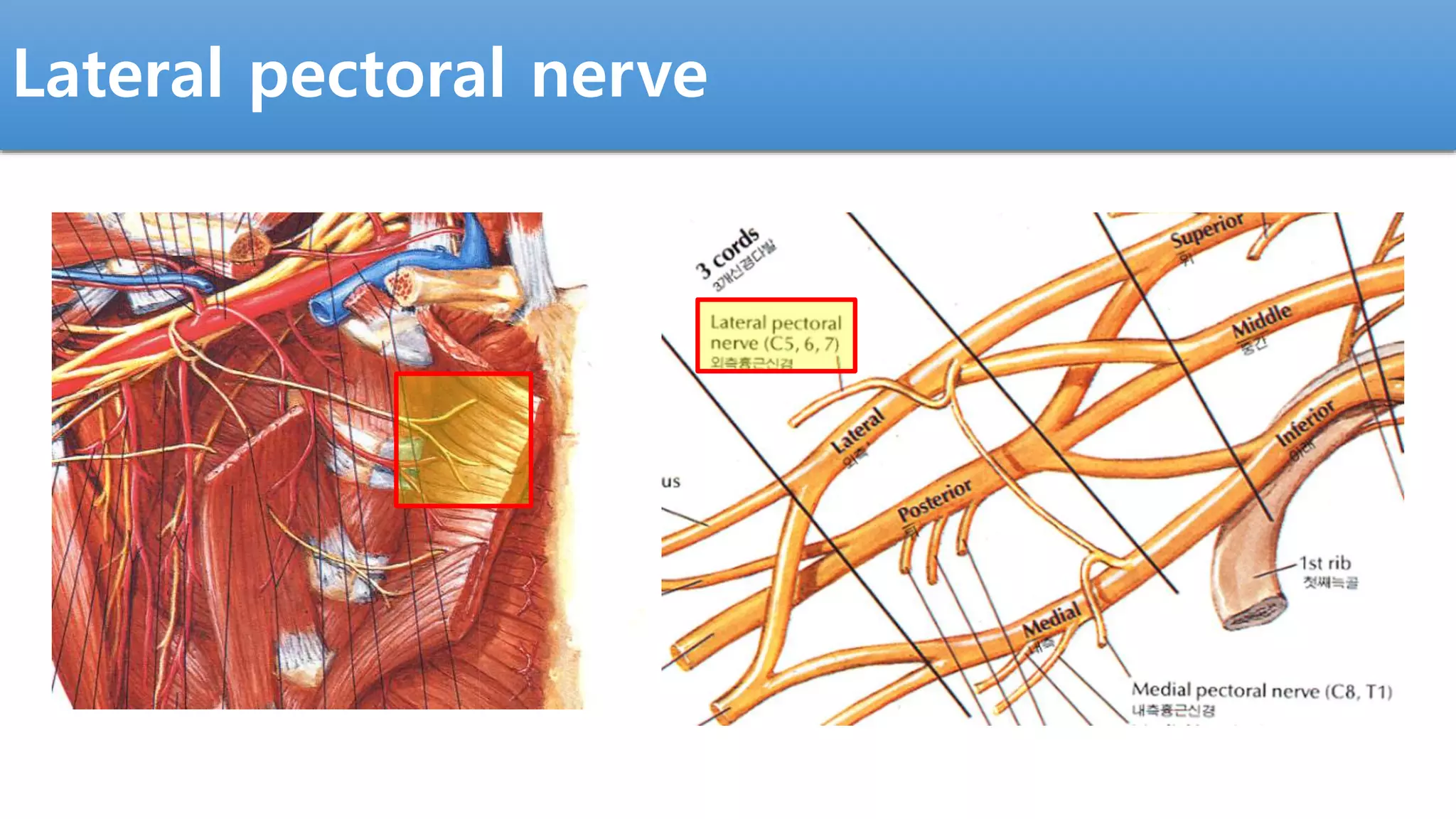 2021 KSRA clavicle innervation | PPTX