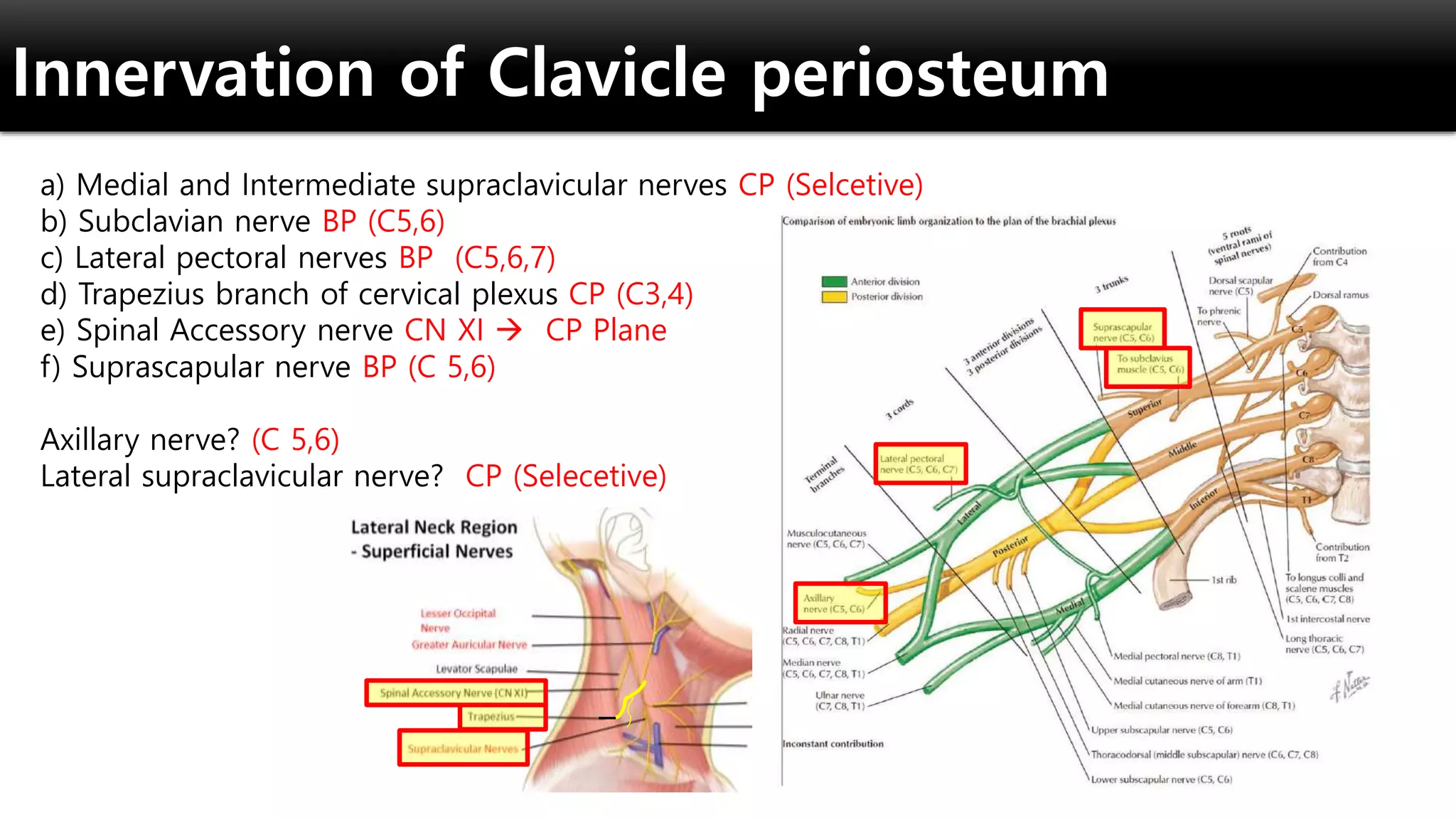 2021 KSRA clavicle innervation | PPTX