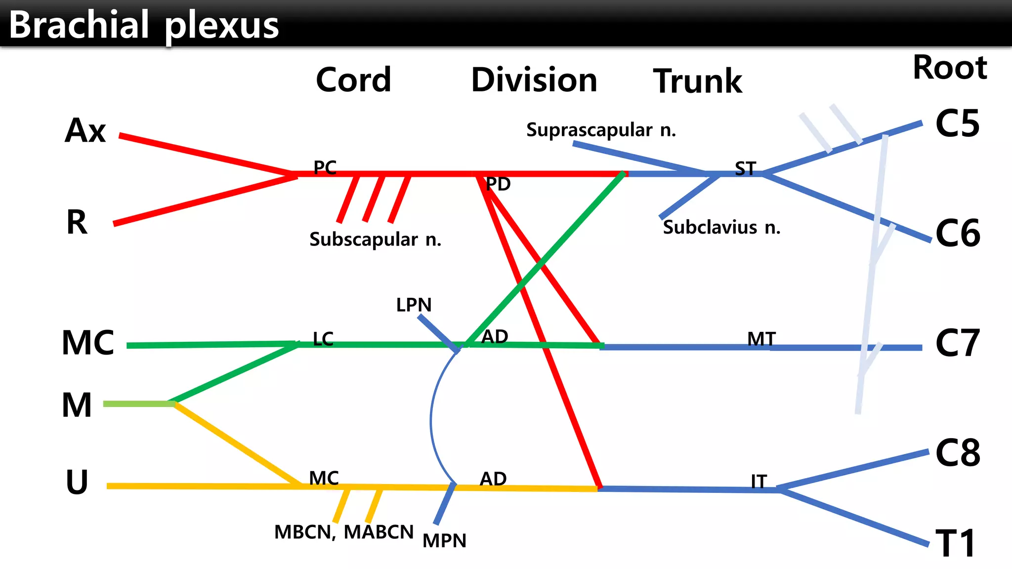 2021 KSRA clavicle innervation | PPTX
