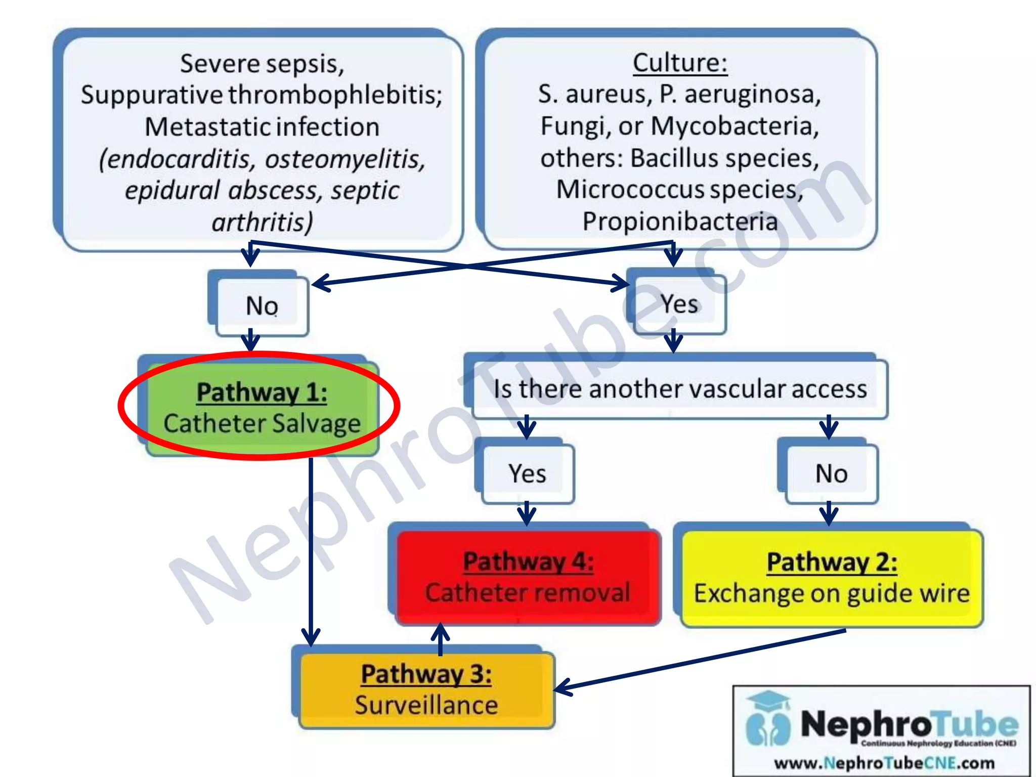 Catheter Related Blood Stream Infection (CRBSI) - (Diagnosis ...