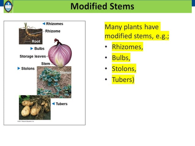 2021 Week 2 Lecture#1 Plant Structure & Function_lbalun07132021.ppt