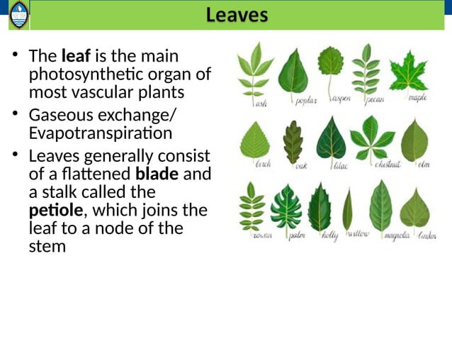 2021 Week 2 Lecture#1 Plant Structure & Function_lbalun07132021.ppt