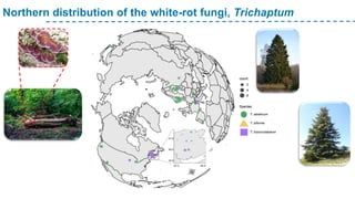 Long-term balancing selection in a white-rot fungi | PPT