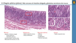 Aparato Digestivo.pdf