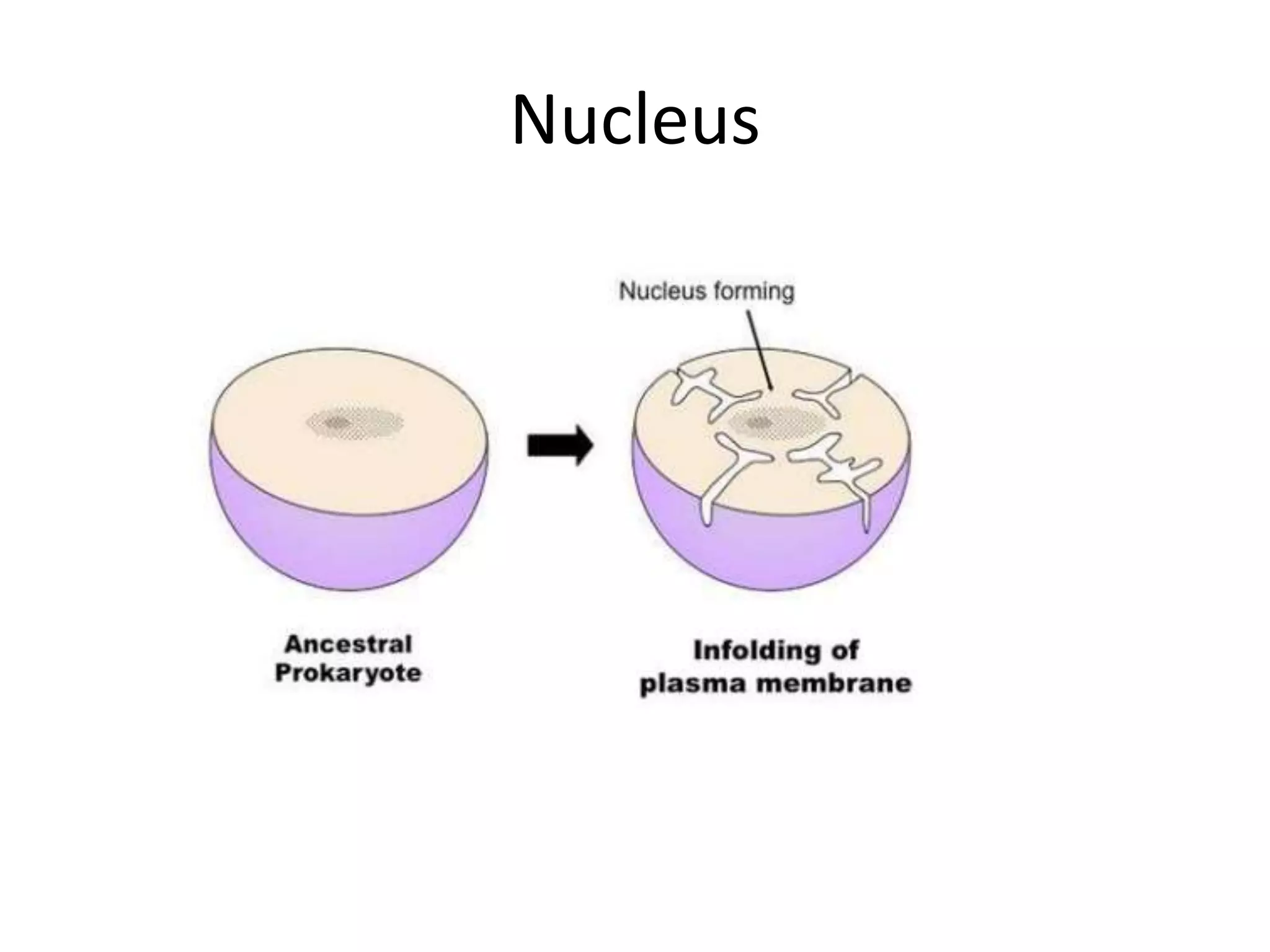 IB BIOLOGY ORIGIN OF CELLS | PPT