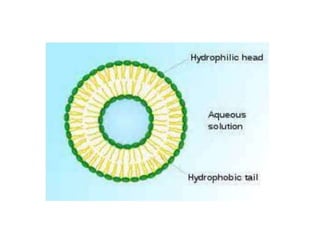 IB BIOLOGY ORIGIN OF CELLS | PPTX