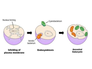 IB BIOLOGY ORIGIN OF CELLS | PPT