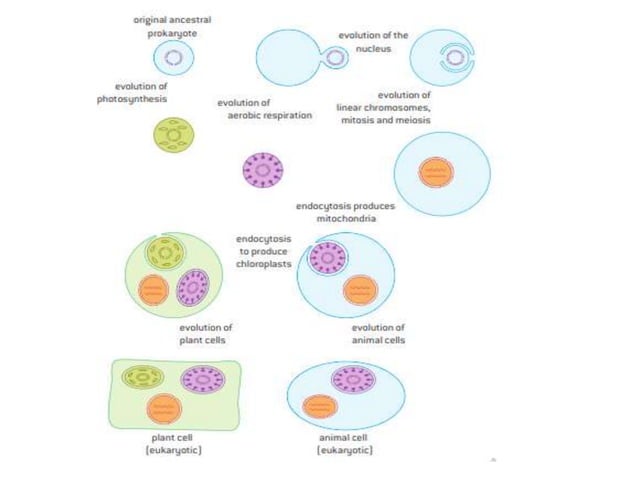 IB BIOLOGY ORIGIN OF CELLS | PPT