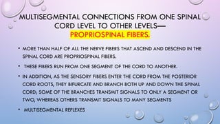 2022 Reflex arc Motor Functions of Spinal Cord (1).pptx
