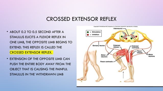 2022 Reflex arc Motor Functions of Spinal Cord (1).pptx
