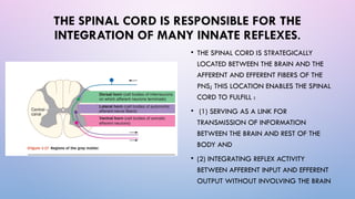 2022 Reflex arc Motor Functions of Spinal Cord (1).pptx
