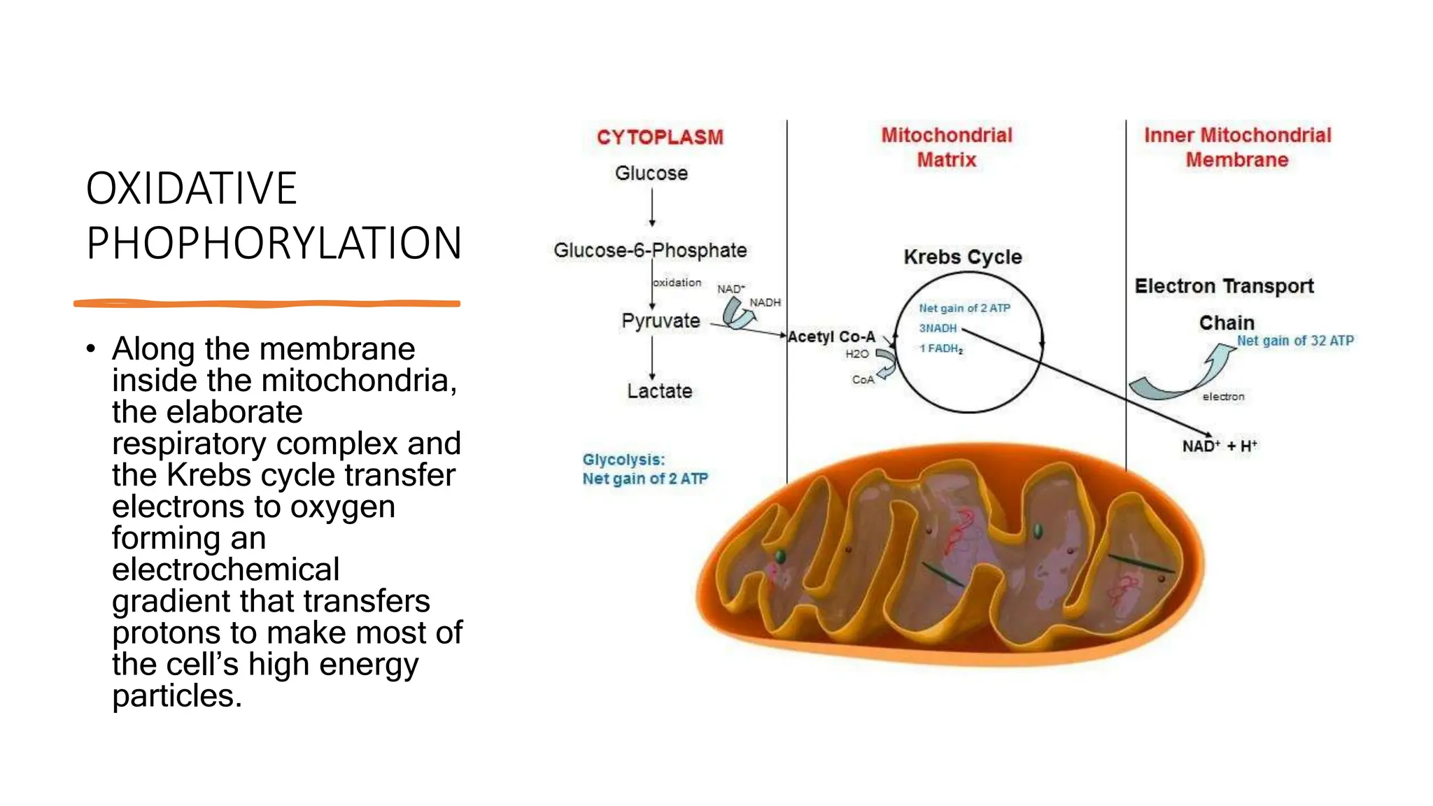 Mitochondrial dysfunction in medical.pptx