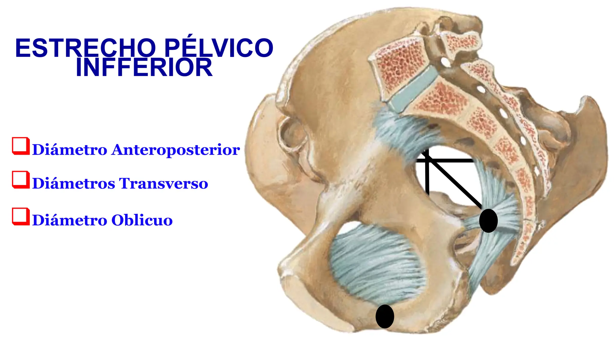Anatomía Pelvis y partes inferiores diapositivas | PPTX