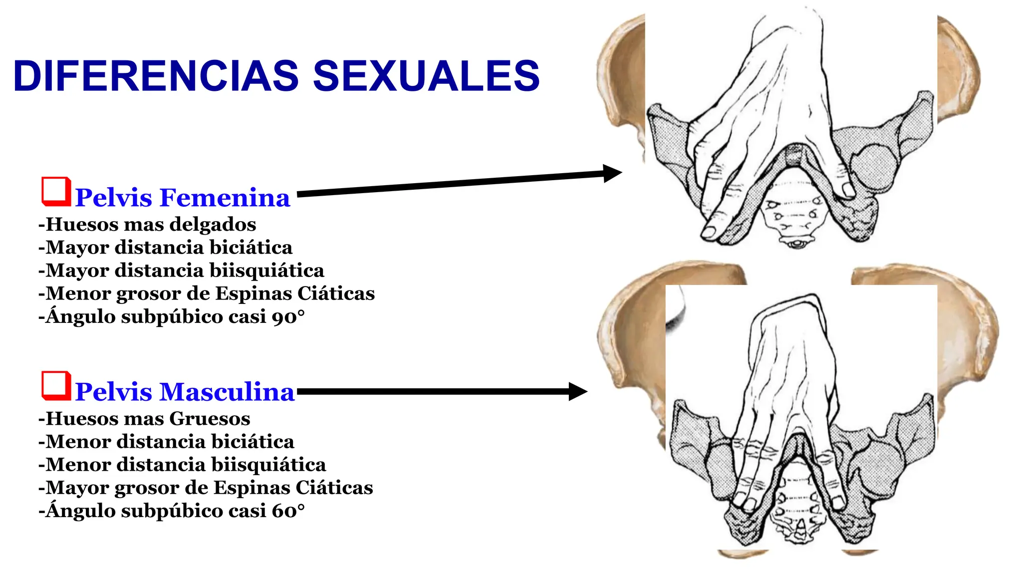 Anatomía Pelvis y partes inferiores diapositivas | PPTX