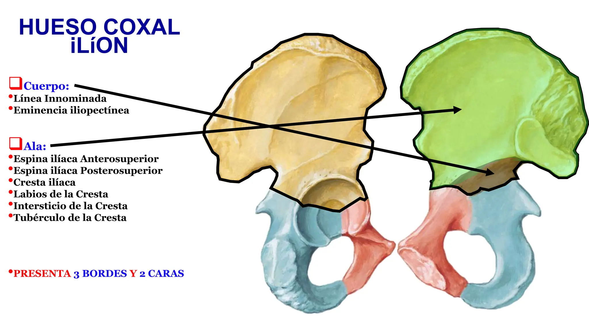 Anatomía Pelvis y partes inferiores diapositivas | PPTX