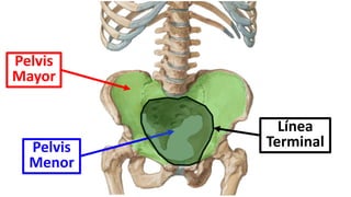 Anatomía Pelvis y partes inferiores diapositivas | PPTX
