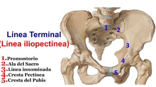Anatomía Pelvis y partes inferiores diapositivas | PPTX