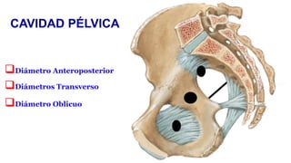 Anatomía Pelvis y partes inferiores diapositivas | PPTX