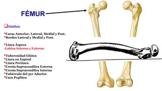 Anatomía Pelvis y partes inferiores diapositivas | PPTX