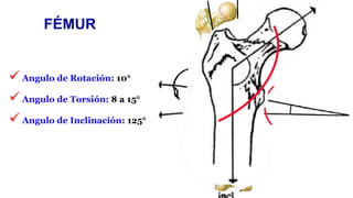 Anatomía Pelvis y partes inferiores diapositivas | PPTX