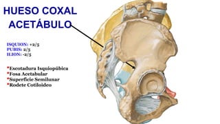 Anatomía Pelvis y partes inferiores diapositivas | PPTX