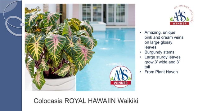 2023 AAS Winners.pptx