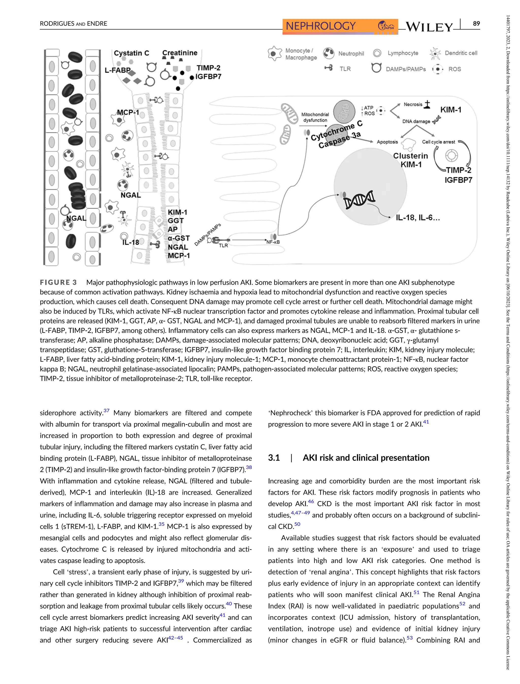 2023 Definitions, phenotypes, and subphenotypes in AKI.pdf