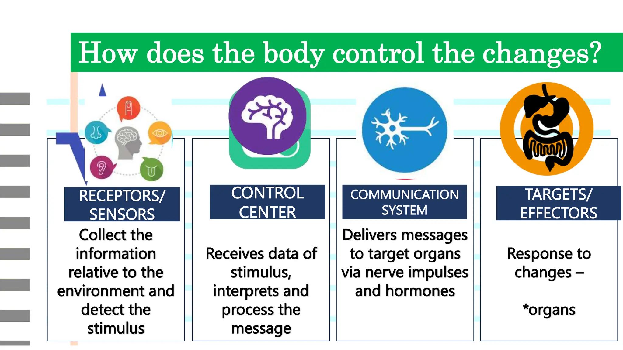gEN BIOLOGY 2- feedback mechanism | PPTX