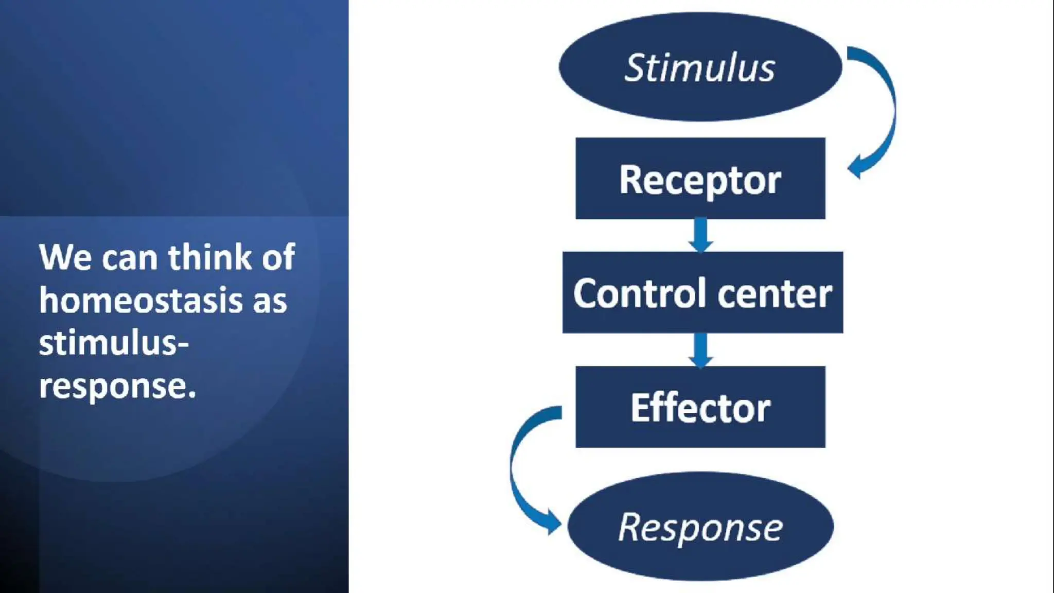gEN BIOLOGY 2- feedback mechanism | PPTX