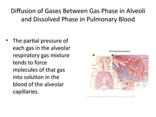 Diffusion and ventilation.pptx respiratory | PPTX