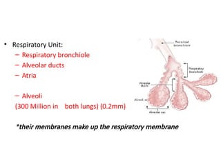 Diffusion and ventilation.pptx respiratory | PPTX