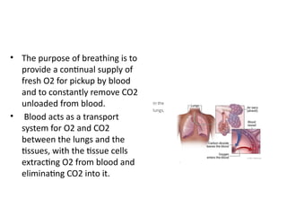 Diffusion and ventilation.pptx respiratory | PPTX