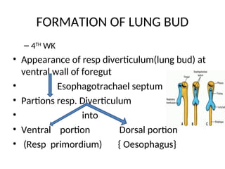 2023 MBBS EMBRYOLOGY RESPIRATORY SYSTEM.ppt